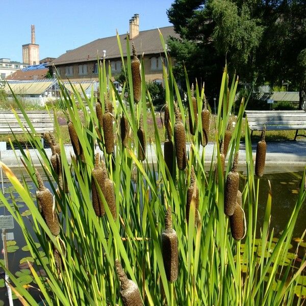Shuttleworth's Cattail (Typha Shuttleworthii) Plant Care & How to Grow ...