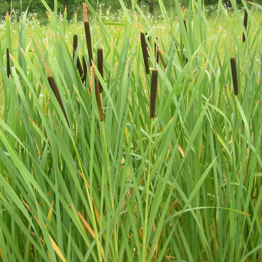 Cattails (Typha) Plant Care & How to Grow, Water
