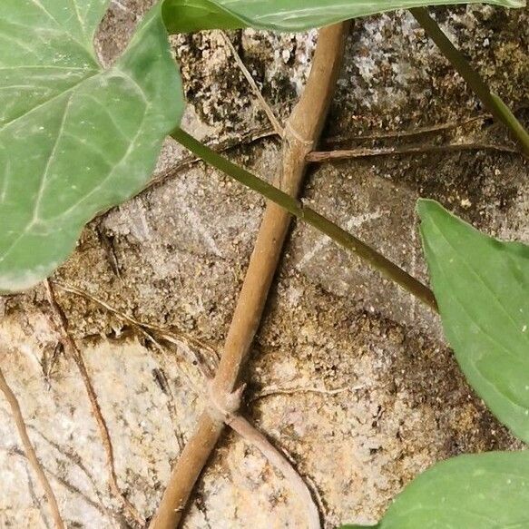 Divaricate Typhonium (Typhonium Blumei) Plant Care & How to Grow, Water