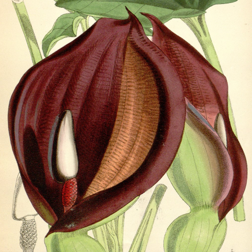 Typhonium Brownii Plant Care & How to Grow, Water