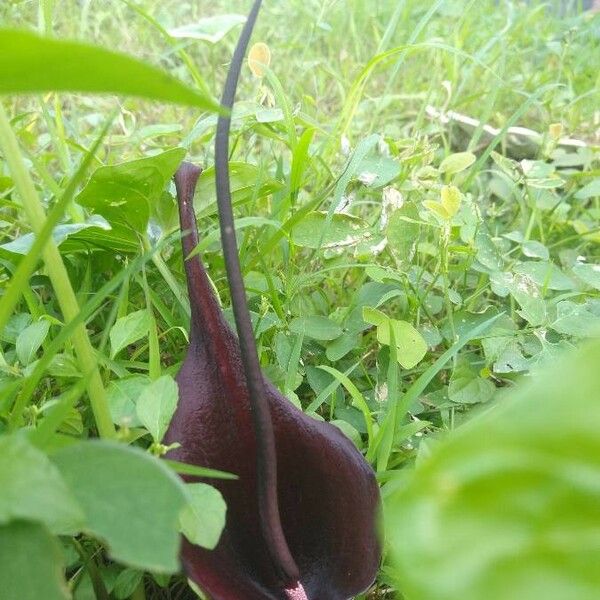 Dwarf Voodoo Lily (Typhonium Roxburghii) Plant Care & How to Grow, Water