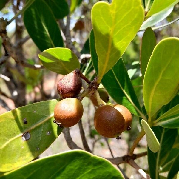 Tapia Tree (Uapaca Bojeri) Care Guide: Water, Soil & Propagation ...