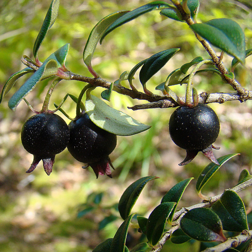 Ugni Myricoides Plant Care & How to Grow, Water