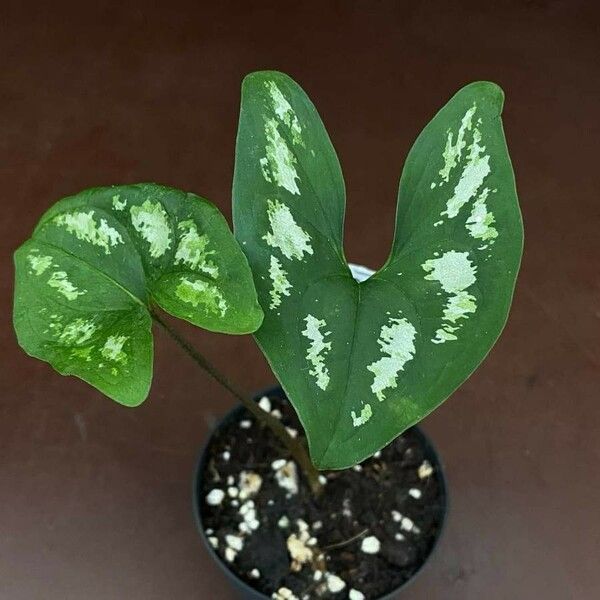 Ulearum Donburnsii Plant Care & How to Grow, Water