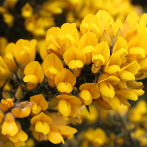 Common Gorse (Ulex Europaeus) Plant Care & How to Grow, Water