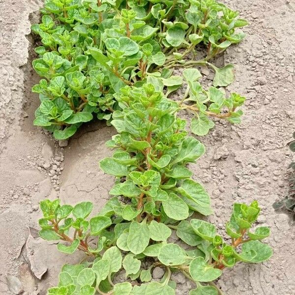 Ulluco (Ullucus Tuberosus) Plant Care & How to Grow, Water