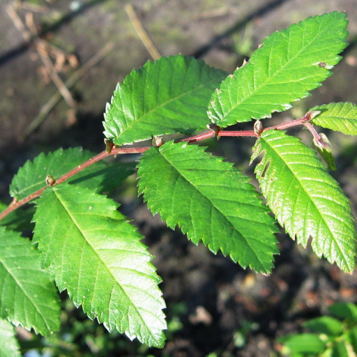 Winged Elm (Ulmus Alata) Plant Care & How to Grow, Water