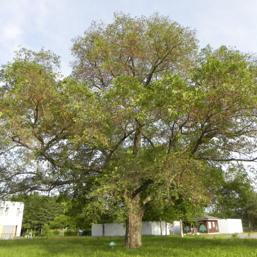 Japanese Elm (Ulmus Davidiana) Care Guide: Water, Soil & Propagation ...
