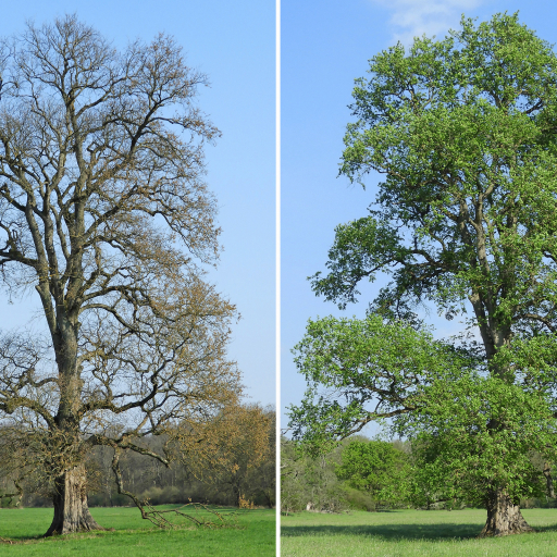 European White Elm (Ulmus Laevis) Care Guide: Water, Soil & Propagation ...