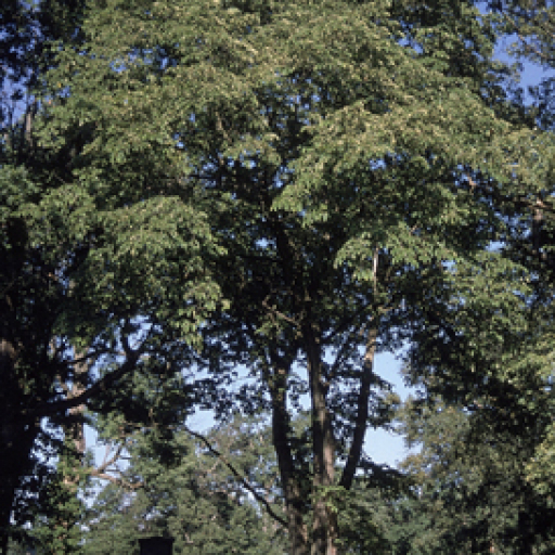 Slippery Elm (Ulmus Rubra) Plant Care & How to Grow, Water