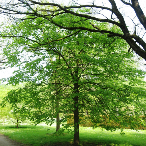 Cork Elm (Ulmus Thomasii) Care Guide: Water, Soil & Propagation - Plantiary