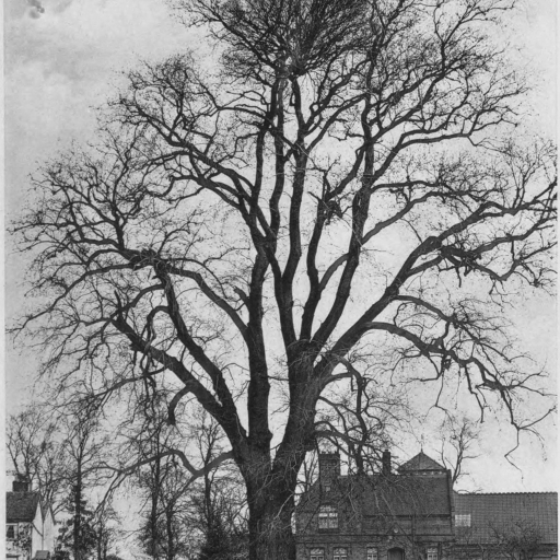 Dutch Elm (Ulmus X Hollandica) Plant Care & How to Grow, Water