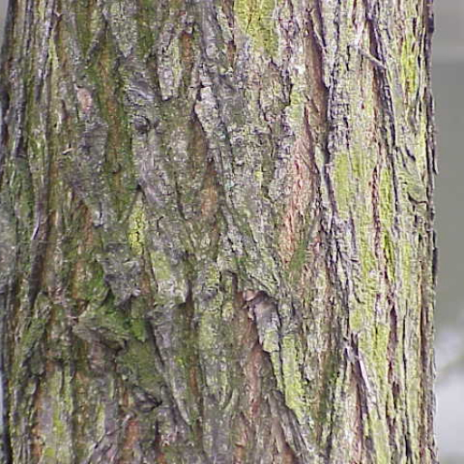 Elms (Ulmus) Plant Care & How to Grow, Water