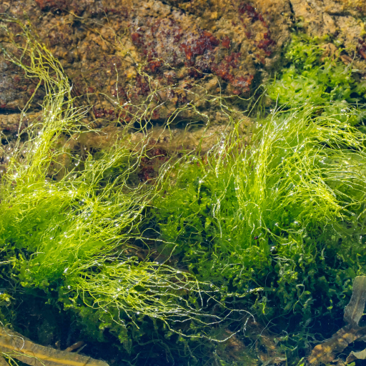 Ulva Intestinalis Plant Care & How to Grow, Water