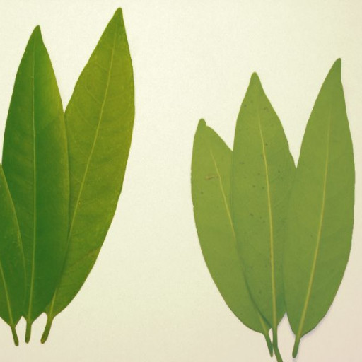 California Bay Laurel (Umbellularia Californica) Plant Care & How to ...