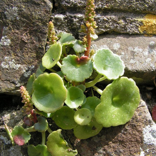 Pennywort (Umbilicus Rupestris) Plant Care & How to Grow, Water