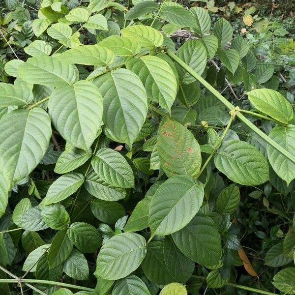 Uncaria Macrophylla Plant Care & How to Grow, Water