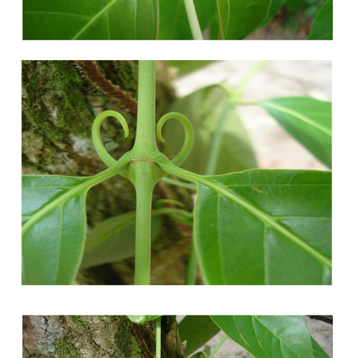 Cat's Claw (Uncaria Tomentosa) Plant Care & How to Grow, Water