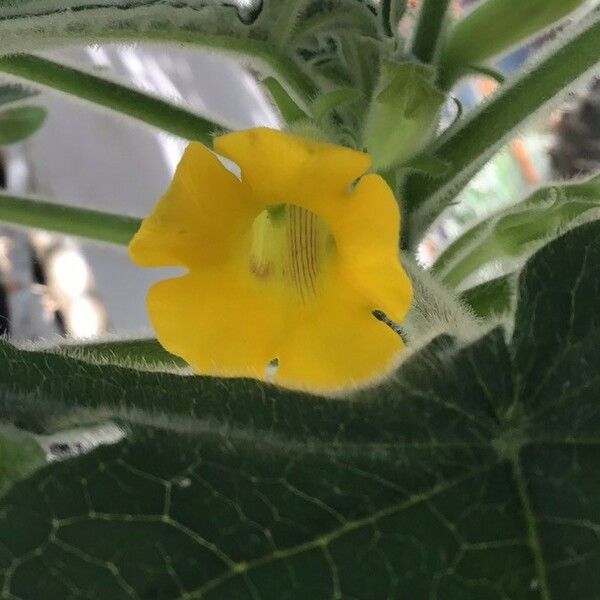 Uncarina Roeoesliana Plant Care & How to Grow, Water