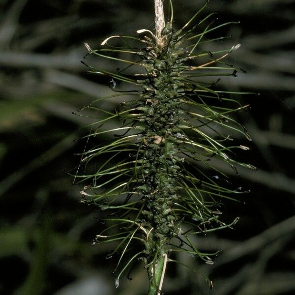 Uncinia Erinacea Care Guide: Water, Soil & Propagation - Plantiary