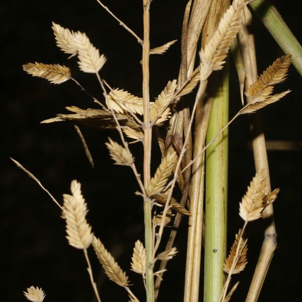 Uniola Pittieri Plant Care & How to Grow, Water