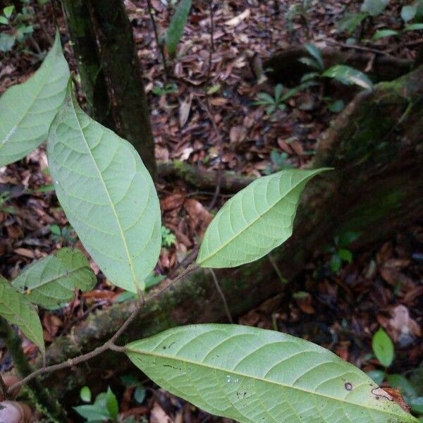 Unonopsis Rufescens Plant Care & How to Grow, Water