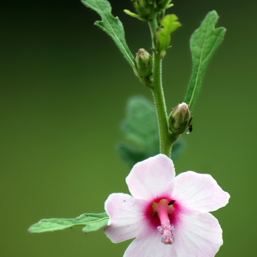 Hibiscus Burr (Urena Lobata) Plant Care & How to Grow, Water