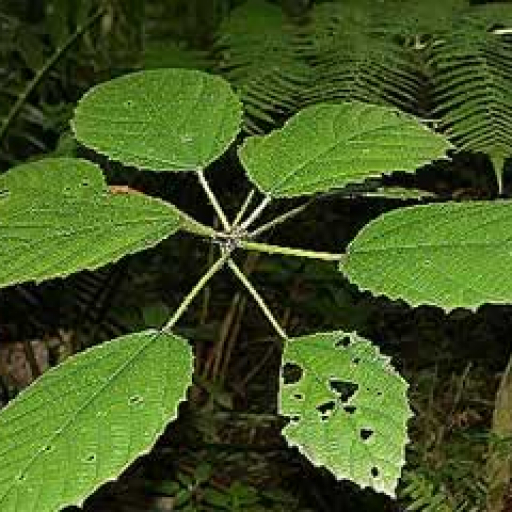 Scratchbush (Urera Baccifera) Plant Care & How to Grow, Water