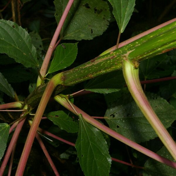 Urera Fenestrata Plant Care & How to Grow, Water