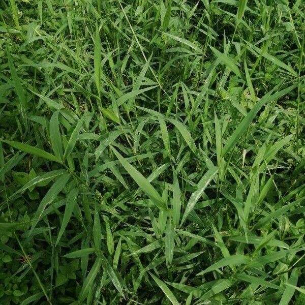 African Signalgrass (Urochloa Arrecta) Plant Care & How to Grow, Water