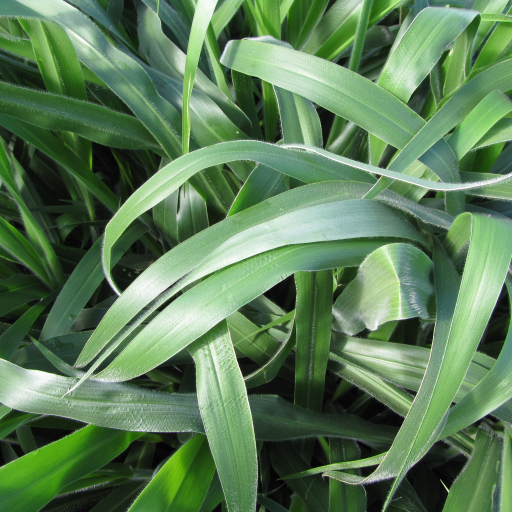 Palisade Signalgrass (Urochloa Brizantha) Plant Care & How to Grow, Water