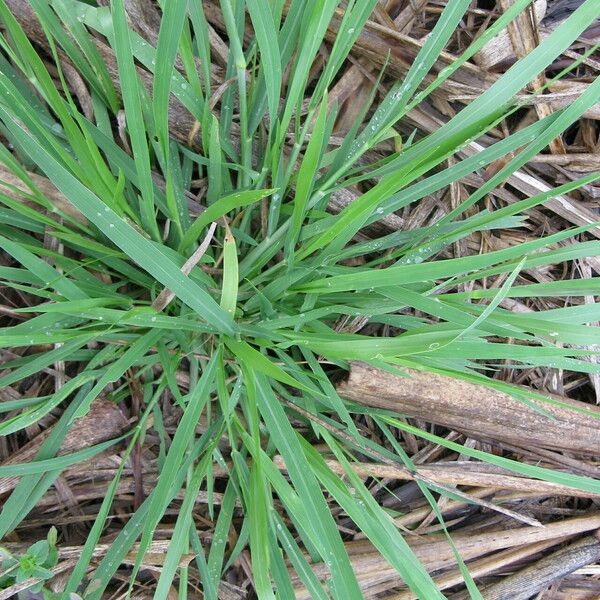 Spreading Liverseed Grass (Urochloa Eminii) Plant Care & How to Grow, Water