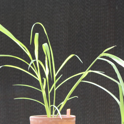 Brown-Top Signal Grass (Urochloa Fusca) Care Guide: Water, Soil ...