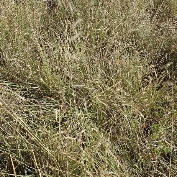 Urochloa Lachnantha Plant Care & How to Grow, Water