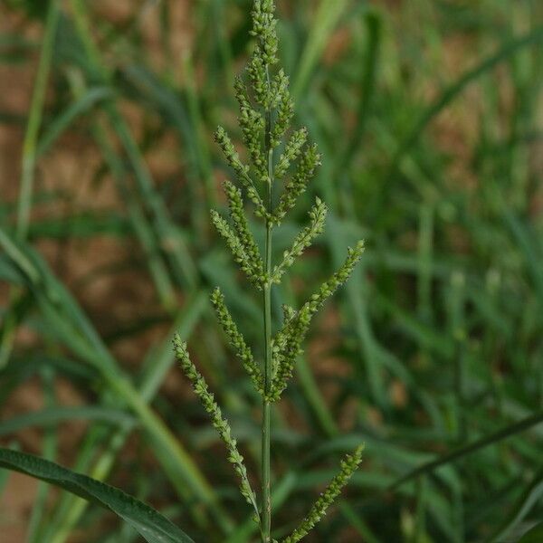 Urochloa Lata Plant Care & How to Grow, Water