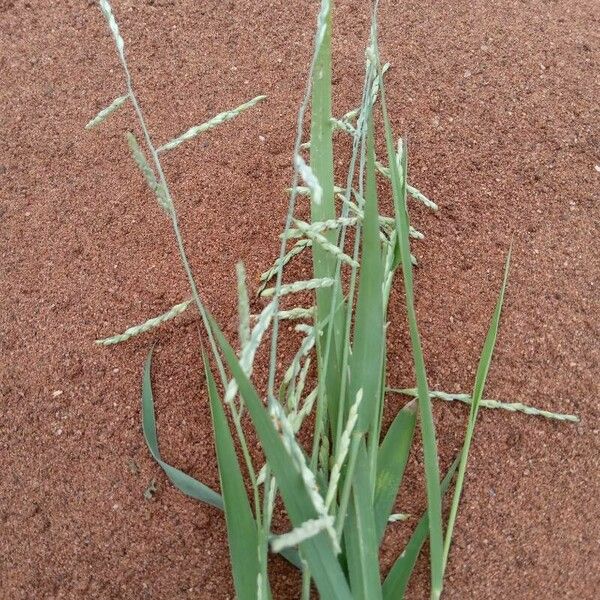 Urochloa Leersioides Care Guide: Water, Soil & Propagation - Plantiary