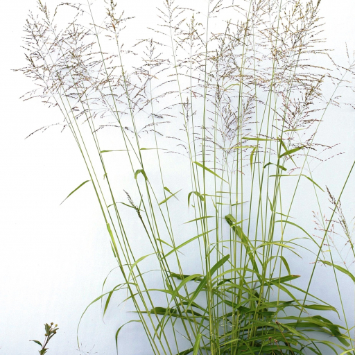Guinea Grass (Urochloa Maxima) Plant Care & How to Grow, Water