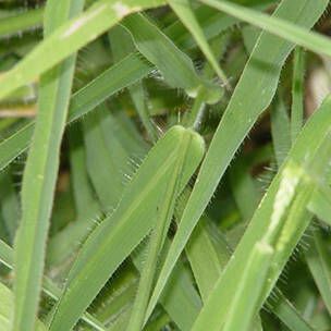 Herringbone Grass (Urochloa Mosambicensis) Care Guide: Water, Soil ...