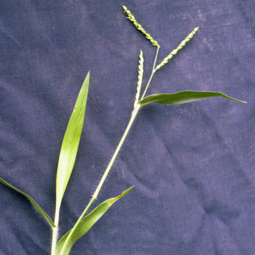 Panic Liverseed Grass (Urochloa Panicoides) Plant Care & How to Grow, Water