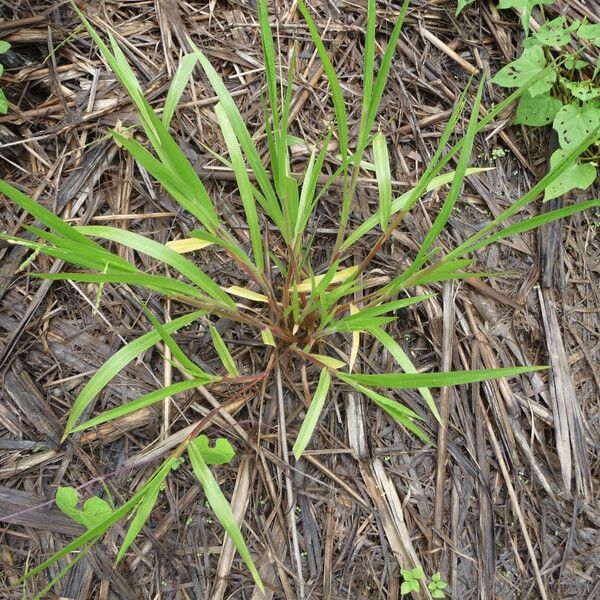 Wattle Signalgrass (Urochloa Piligera) Care Guide: Water, Soil ...