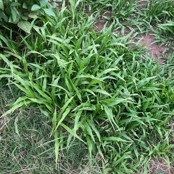 Alexander Grass (Urochloa Plantaginea) Plant Care & How to Grow, Water