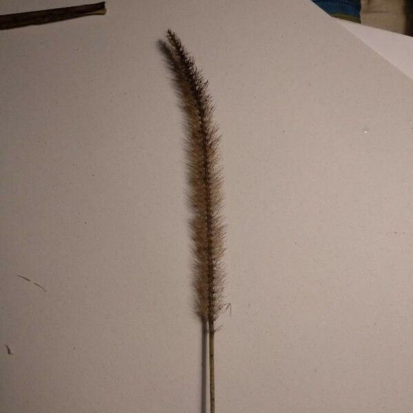 Carib Grass (Urochloa Polystachya) Care Guide: Water, Soil ...