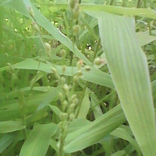 Browntop Millet (Urochloa Ramosa) Care Guide: Water, Soil & Propagation ...