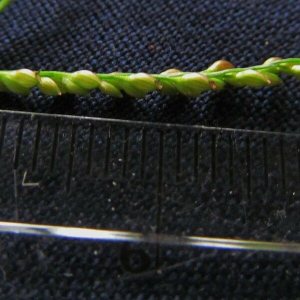 Sprawling Signalgrass (Urochloa Reptans) Plant Care & How to Grow, Water