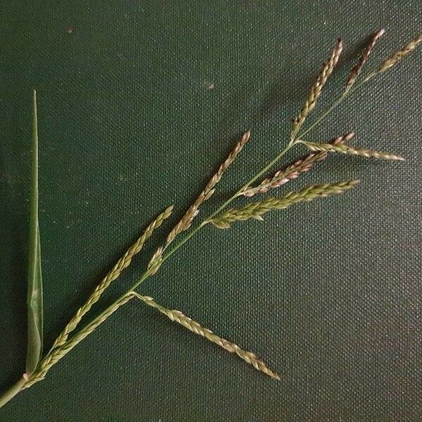 Urochloa Semiundulata Care Guide: Water, Soil & Propagation - Plantiary