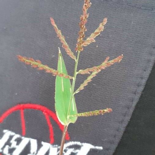 Round-Seeded Urochloa (Urochloa Trichopus) Plant Care & How to Grow, Water