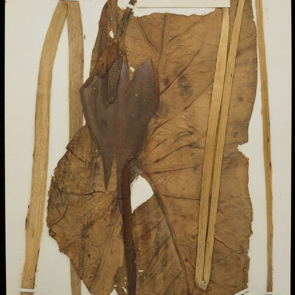 Urospatha Caudata Plant Care & How to Grow, Water