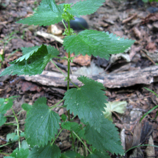 Heartleaf Nettle (Urtica Chamaedryoides) Plant Care & How to Grow, Water