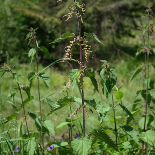 Stinging Nettle (Urtica Dioica) Plant Care & How to Grow, Water