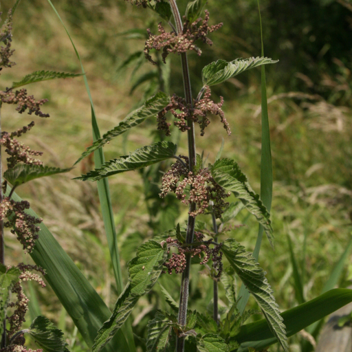 Fen Nettle (Urtica Galeopsifolia) Care Guide: Water, Soil & Propagation ...